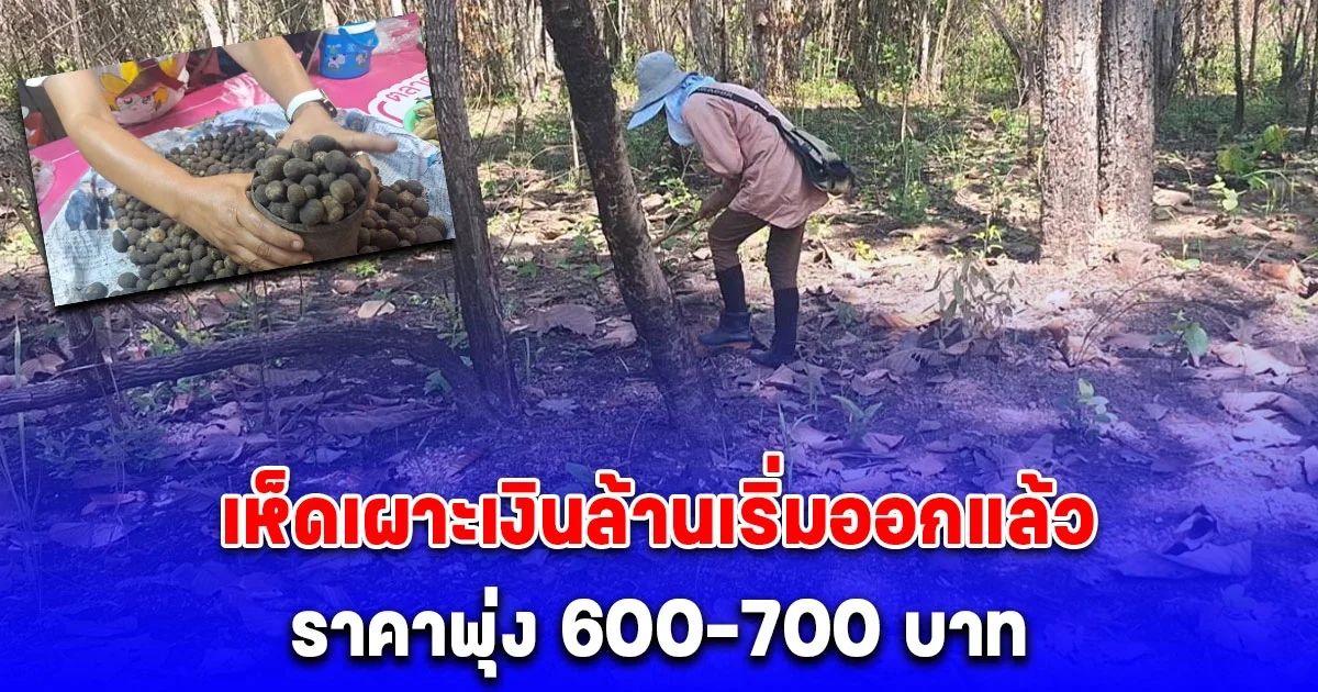 เห็ดเผาะเงินล้านบ้านภูเงิน เริ่มออกแล้ว ชาวบ้านแห่หาเก็บขาย ราคาพุ่ง ...